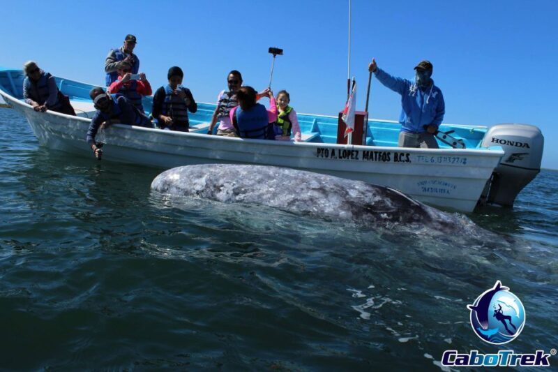 Gray Whale-Watching 2-Day Experience in Magdalena Bay - A Detailed Look at What You Can Expect