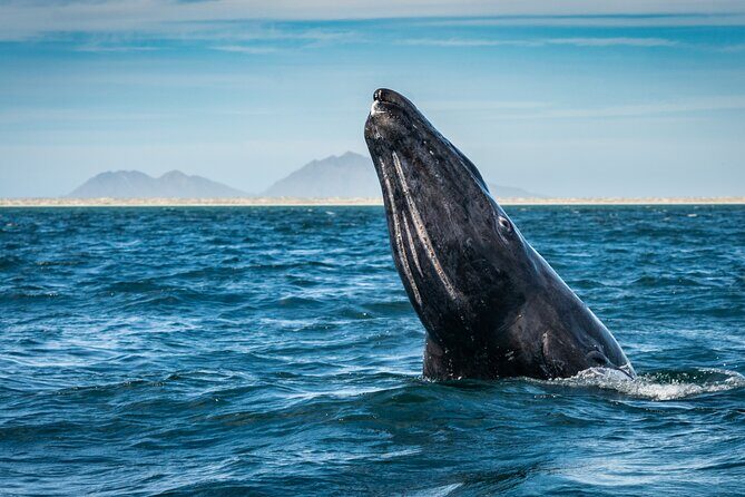 Gray Whale Watching Expedition at Magdalena Bay - An in-depth look at the Gray Whale Watching Expedition