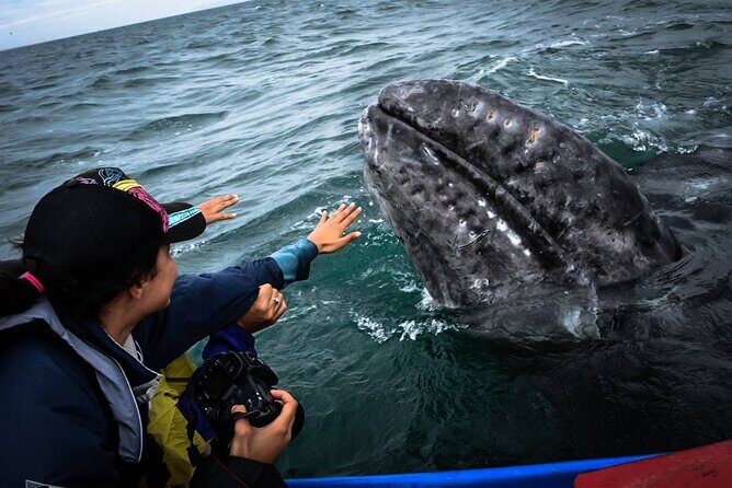 Gray Whale Watching Expedition at Magdalena Bay - Final Thoughts: Is This Tour Worth It?