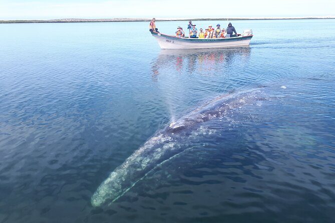 Gray Whale Watching Expedition at Magdalena Bay - FAQs