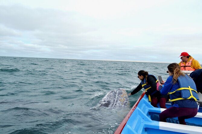 Gray Whale Watching in Bahia Magdalena - The Experience from Reviews and Insights