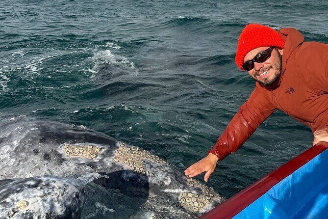 Gray Whale Watching in Bahia Magdalena - Why This Tour Represents Great Value