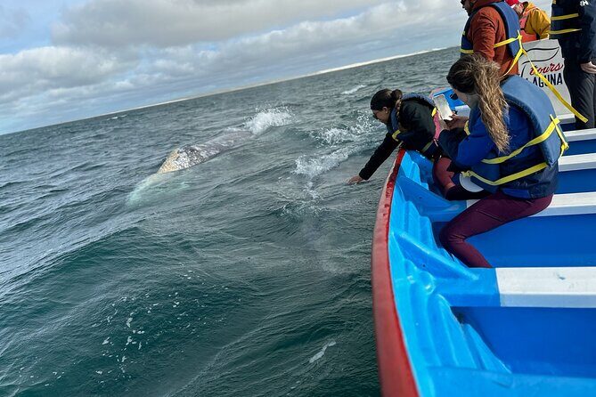 Gray Whale Watching in Bahia Magdalena - Who Should Book This Tour
