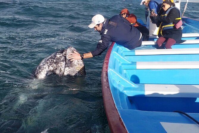 Gray Whale Watching in Bahia Magdalena - FAQs