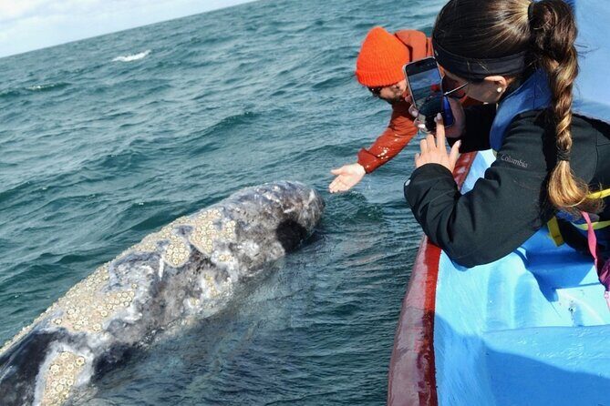 Gray Whale Watching in Bahia Magdalena - Final Thoughts