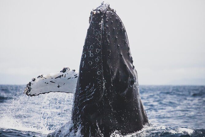 Gray Whale watching in Magdalena Bay From Los Cabos - Key Points  