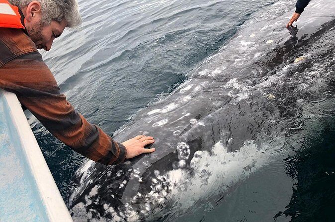 Gray Whale watching in Magdalena Bay From Los Cabos - The Value of This Experience  