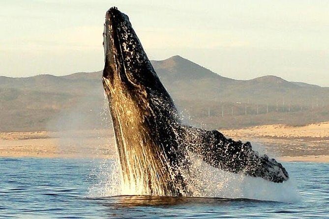 Gray Whale Watching Tour at Lopez Mateos - The Experience in Detail