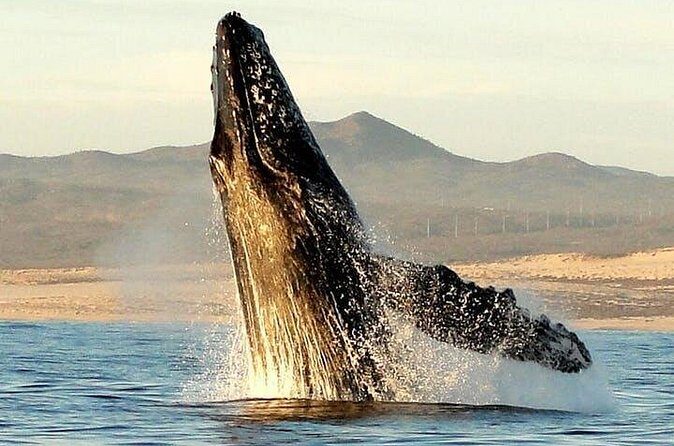 Gray Whale Watching Tour at Lopez Mateos - FAQs