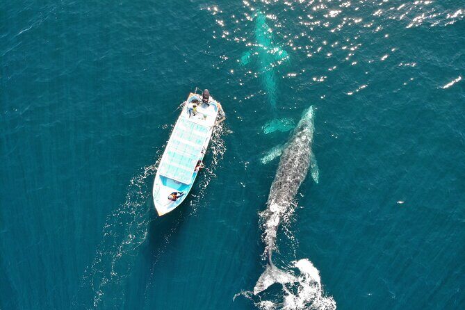 Gray Whale Watching Tour with Marine Biologist and Small Group - Detailed Experience Breakdown
