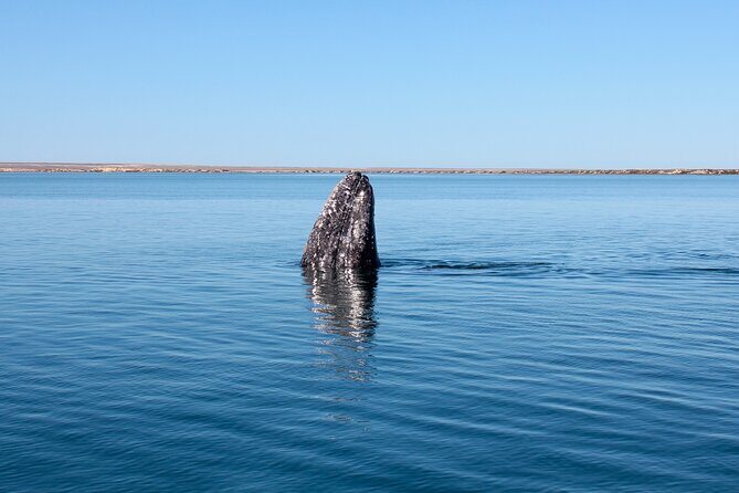 Gray Whale Watching Tour with Marine Biologist and Small Group - FAQ