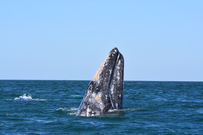 Gray Whales Watching in Magdalena Bay - Transportation and Logistics