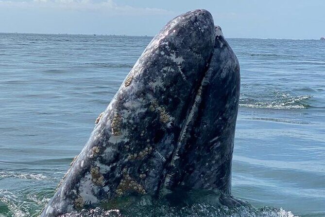 Gray Whales Watching in Magdalena Bay - Who Will Love This Tour?
