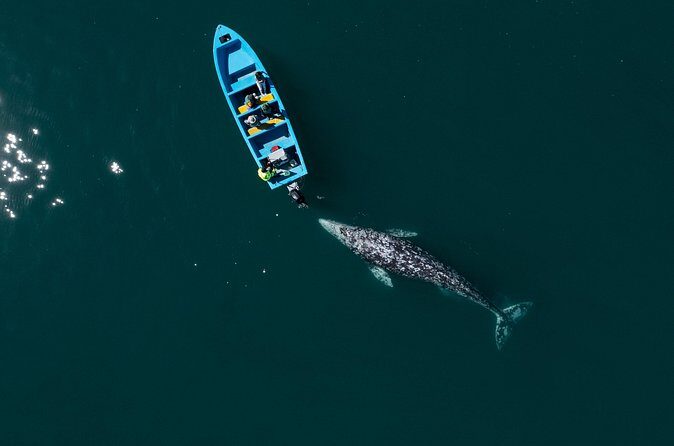 Gray Whales Watching in Magdalena Bay - The Sum Up