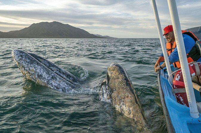 Gray Whales Watching in Magdalena Bay - FAQ