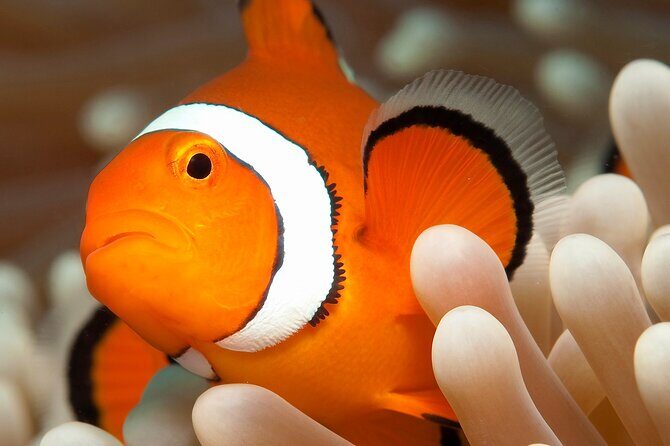 Great Barrier Reef Full Day Tour from Cairns - The Sum Up