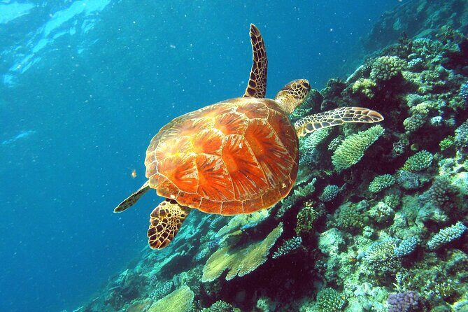 Great Barrier Reef Small Group Snorkelling Adventure - Practical Considerations