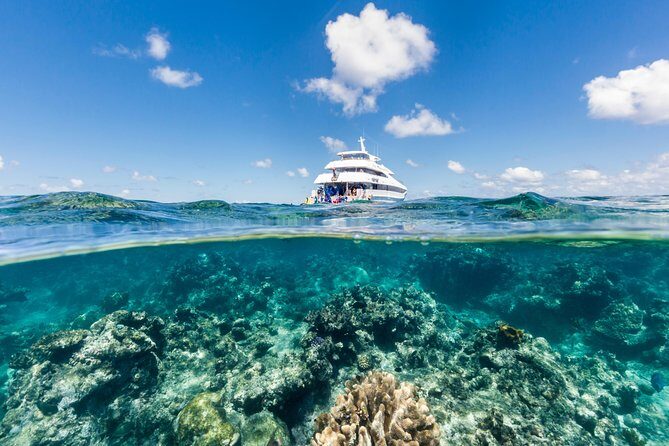 Great Barrier Reef Snorkeling and Diving Cruise from Cairns - Key Points  