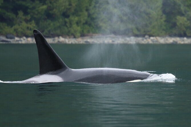 Great Bears of Bute: Grizzly Bear Viewing & Indigenous Cultural Tour - Frequently Asked Questions