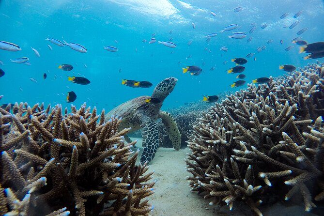 Great Keppel Island Adventure Tour - Snorkel and Boomnet - FAQ