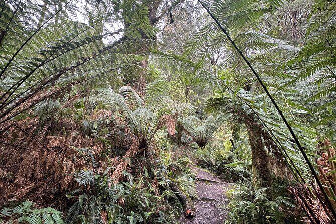 Great Ocean Road 12 apostles PRIVATE Luxury Tour 5 PAX all incl. - FAQ