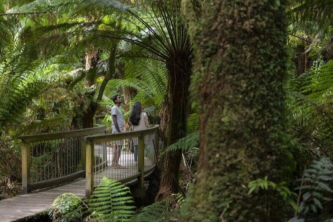 Great Ocean Road, 12 Apostles, Rainforest & Morning Tea-Melbourne - The Value of the Tour