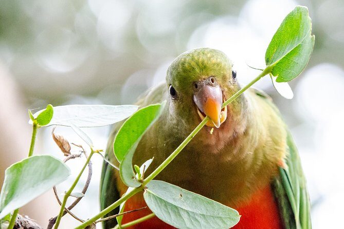 Great Ocean Road, 12 Apostles, Rainforest & Morning Tea-Melbourne - The Sum Up