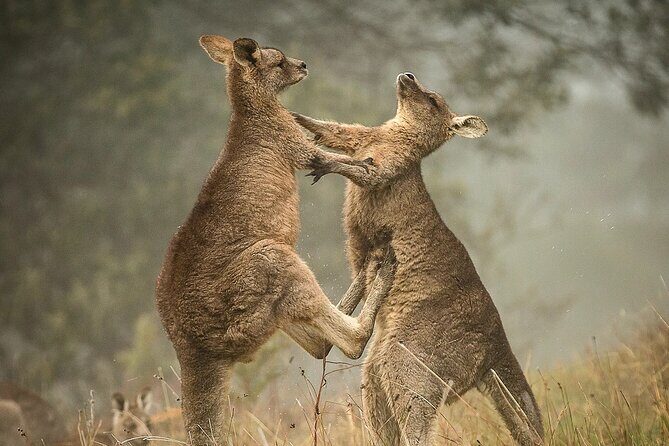 Great Ocean Road 12 Apostles Tour - Less crowd more highlights - An In-Depth Look at the Itinerary