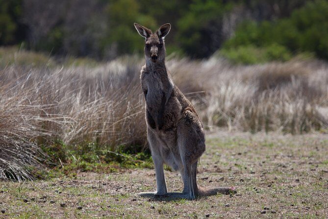 Great Ocean Road and Wildlife Tour for Backpackers aged 18-35 - Introduction: A Day on the Famous Australian Coast