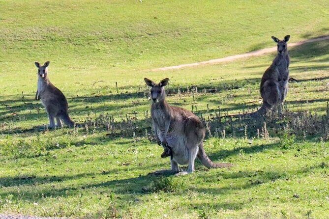 Great Ocean Road and Wildlife Tour for Backpackers aged 18-35 - The Sum Up: Who Is This Tour Best For?