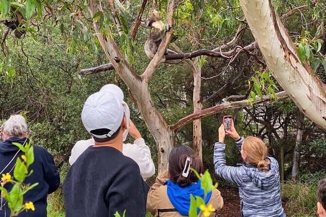 Great Ocean Road Full-Day Sunset Eco Tour from Melbourne - Authentic Experiences Highlighted by Travelers