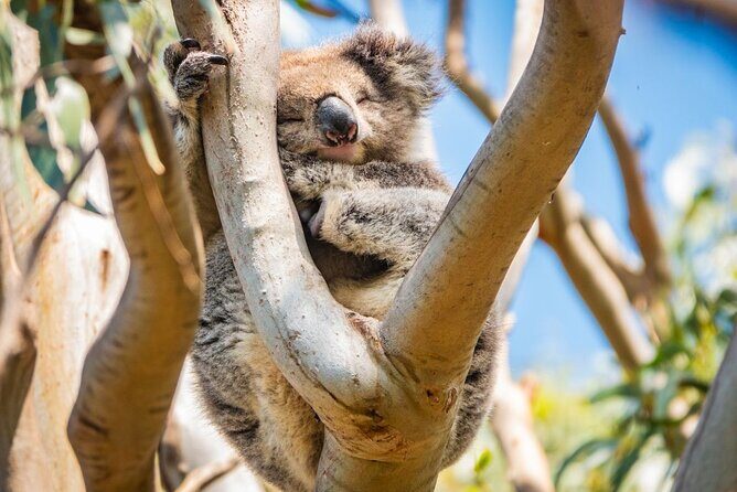 Great Ocean Road Full-Day Sunset Eco Tour from Melbourne - The Sum Up: Who Is This Tour Best For?