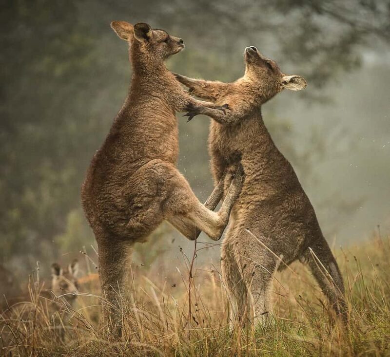 Great Ocean Road Hidden Coastal Gems Full Day Explorer -Tour - A Deep Dive into the Full-Day Journey