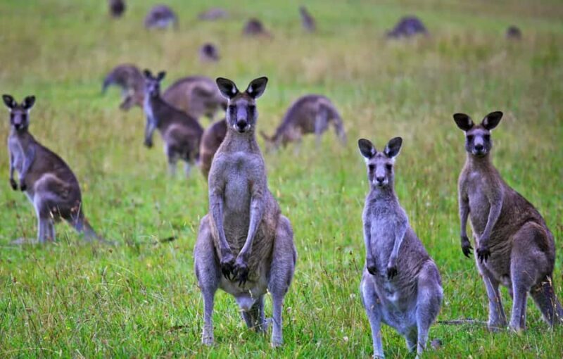 Great Ocean Road Hidden Coastal Gems Full Day Explorer -Tour - Final Thoughts: Is It Worth It?
