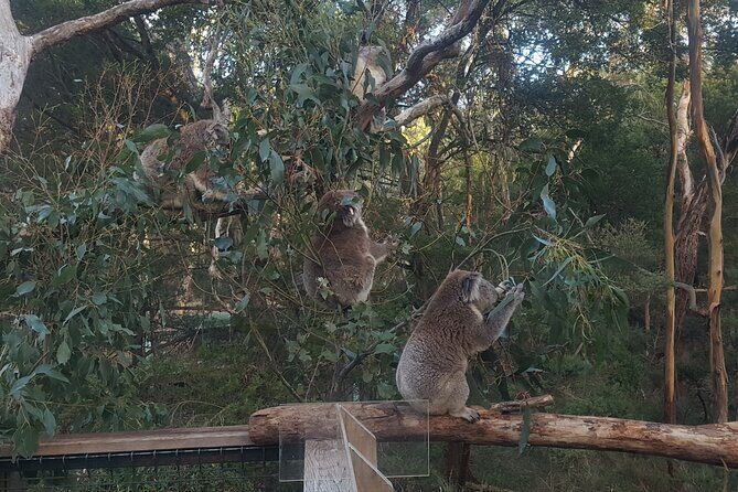 Great Ocean Road In 8 Hours Express Private Tour - Why Choose the Great Ocean Road in 8 Hours?
