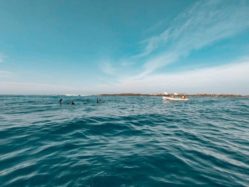 Great Ocean Road: Kayaking with Seals Tour - What to Expect on the Water
