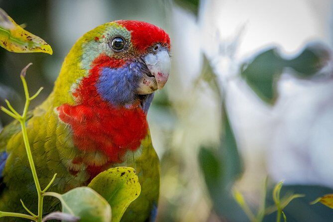 Great Ocean Road Reverse Itinerary with 12 Apostles from Melbourne - FAQs