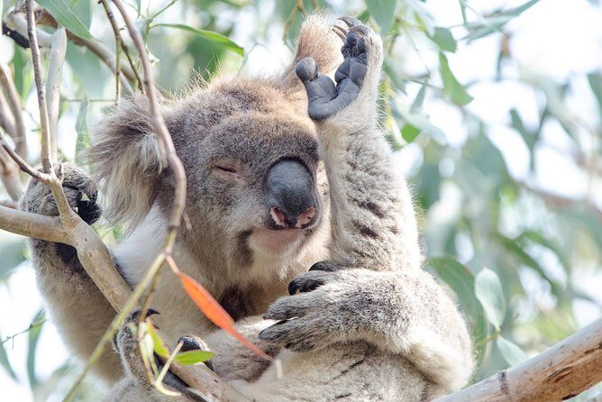 Great Ocean Road Reverse Itinerary with 12 Apostles from Melbourne - Final thoughts