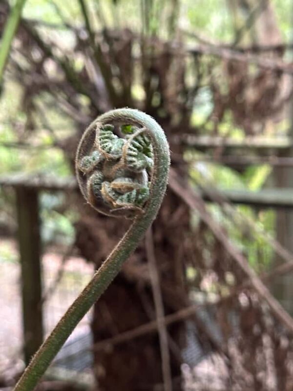 Great Ocean Road reverse Sunrise Tour - An In-Depth Look at the Great Ocean Road Reverse Sunrise Tour