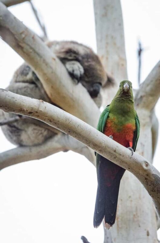 Great Ocean Road Reverse Tour with Iconic Stops & Wildlife - Who Should Consider This Tour?