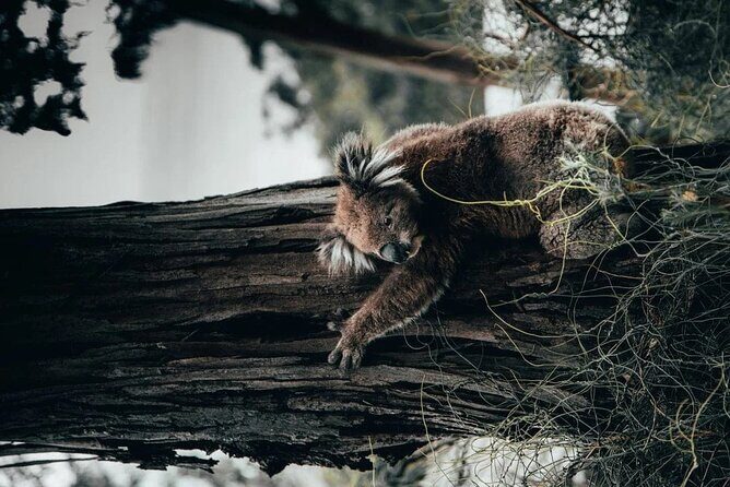 Great Ocean Road Tour Reverse SML GRP-DLUX Mini Bus Hotel Pickup - The Value of This Tour