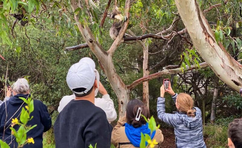 Great Ocean Road Tour w/ Deluxe Minibus & Top-Rated Guide - FAQs