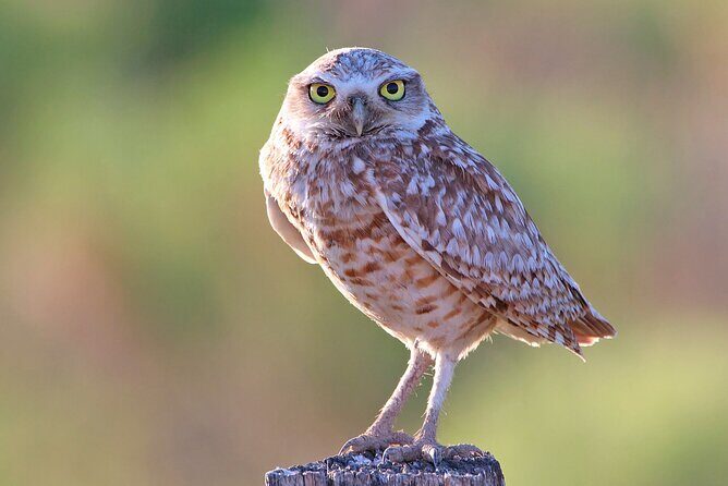 Great Salt Lake Birding and Nature Adventure - An In-Depth Look at the Great Salt Lake Birding and Nature Adventure