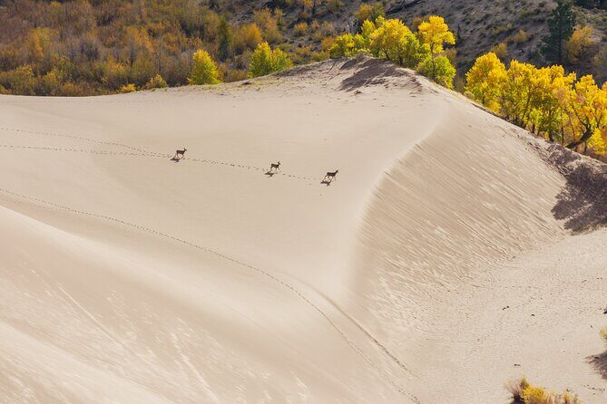 Great Sand Dunes Self Guided National Park Audio Tour - Frequently Asked Questions