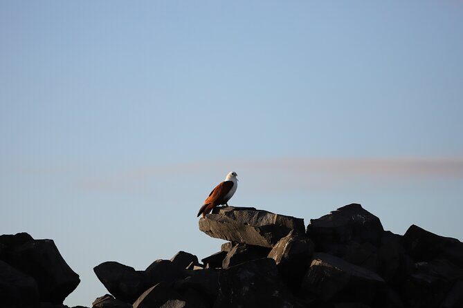 Great Sandy Straits Seven Island Ultimate Wildlife Cruise - Practical Considerations & Tips