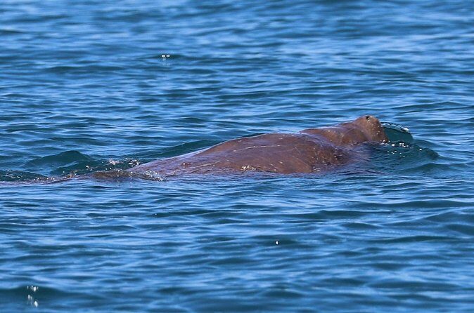 Great Sandy Straits Seven Island Ultimate Wildlife Cruise - Final Thoughts