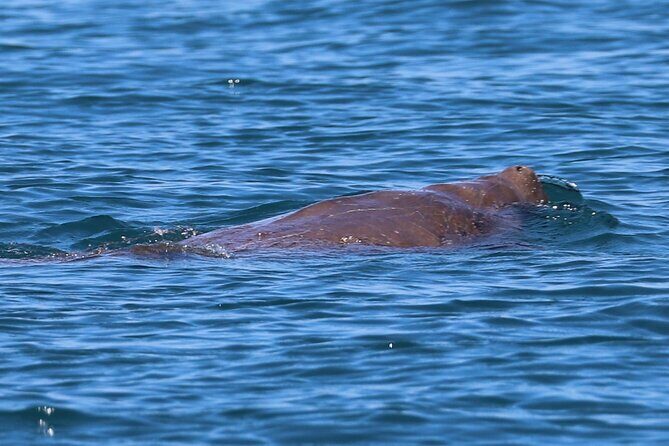 Great Sandy Straits Seven Island Ultimate Wildlife Cruise - FAQ