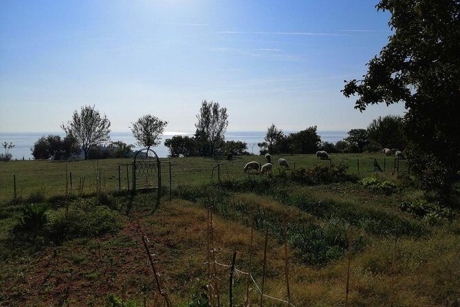 Great tour of coastal monasteries in Budva - Walking on the path of history! - Frequently Asked Questions