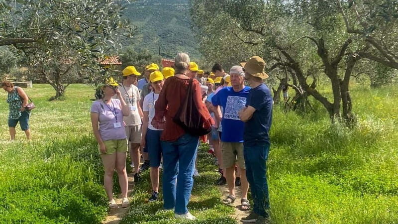 Greece in a Drop: Olive Grove Walk and Olive Oil Tasting - Final Thoughts