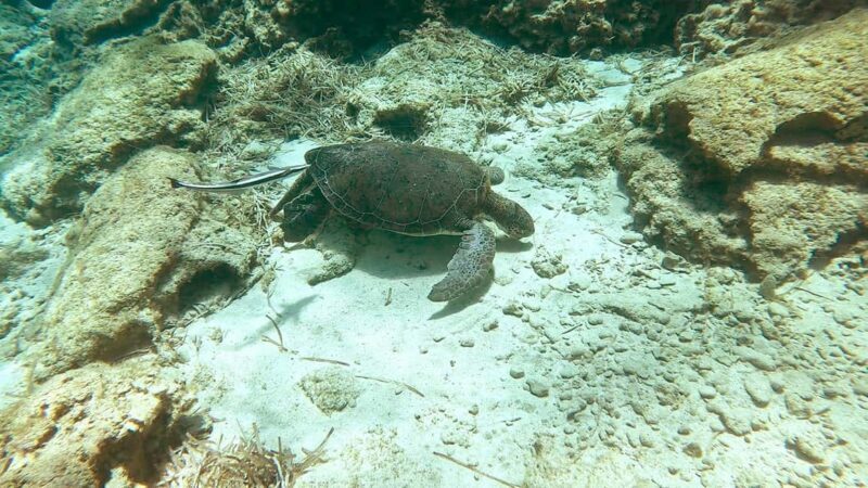 Green Bay Cyprus - Scuba diving - Guided Dive or Try Dive - Why This Tour Might Be Perfect for You